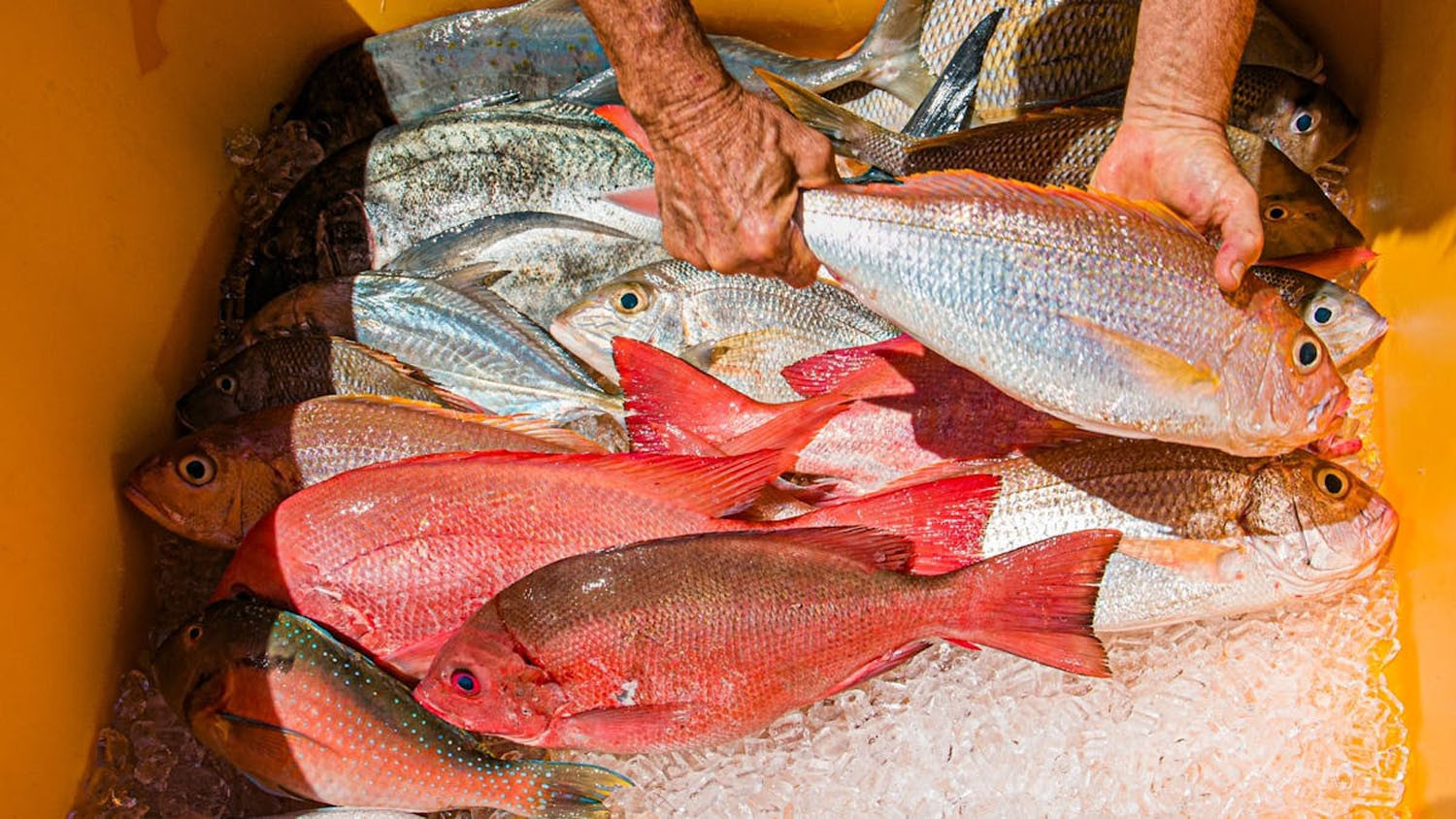 Wild-caught seafood delights | The Cassowary Coast Observer